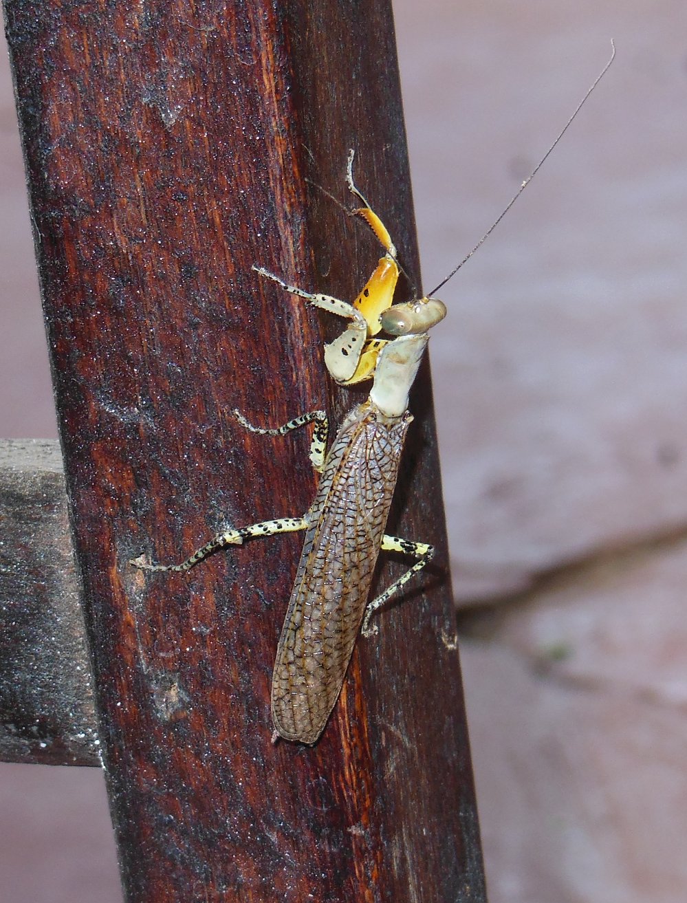 Maasai-World: Insects of Kenya