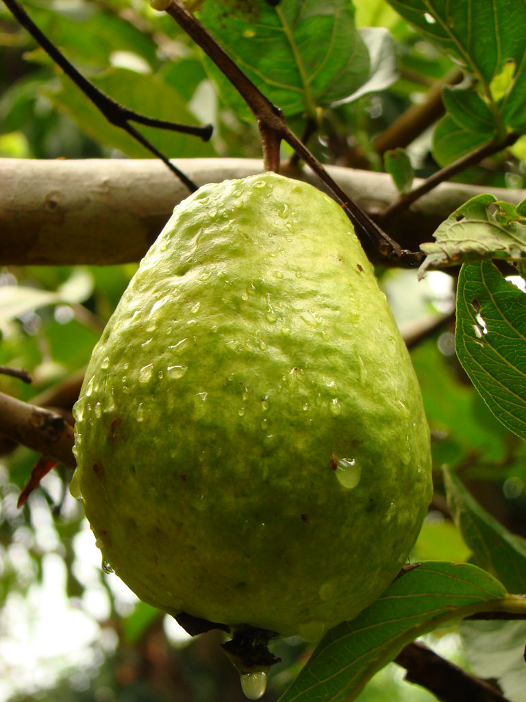 White Florida Pear Guava