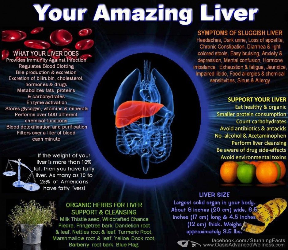 Facts About the Human Liver | Most Interesting Files Collected