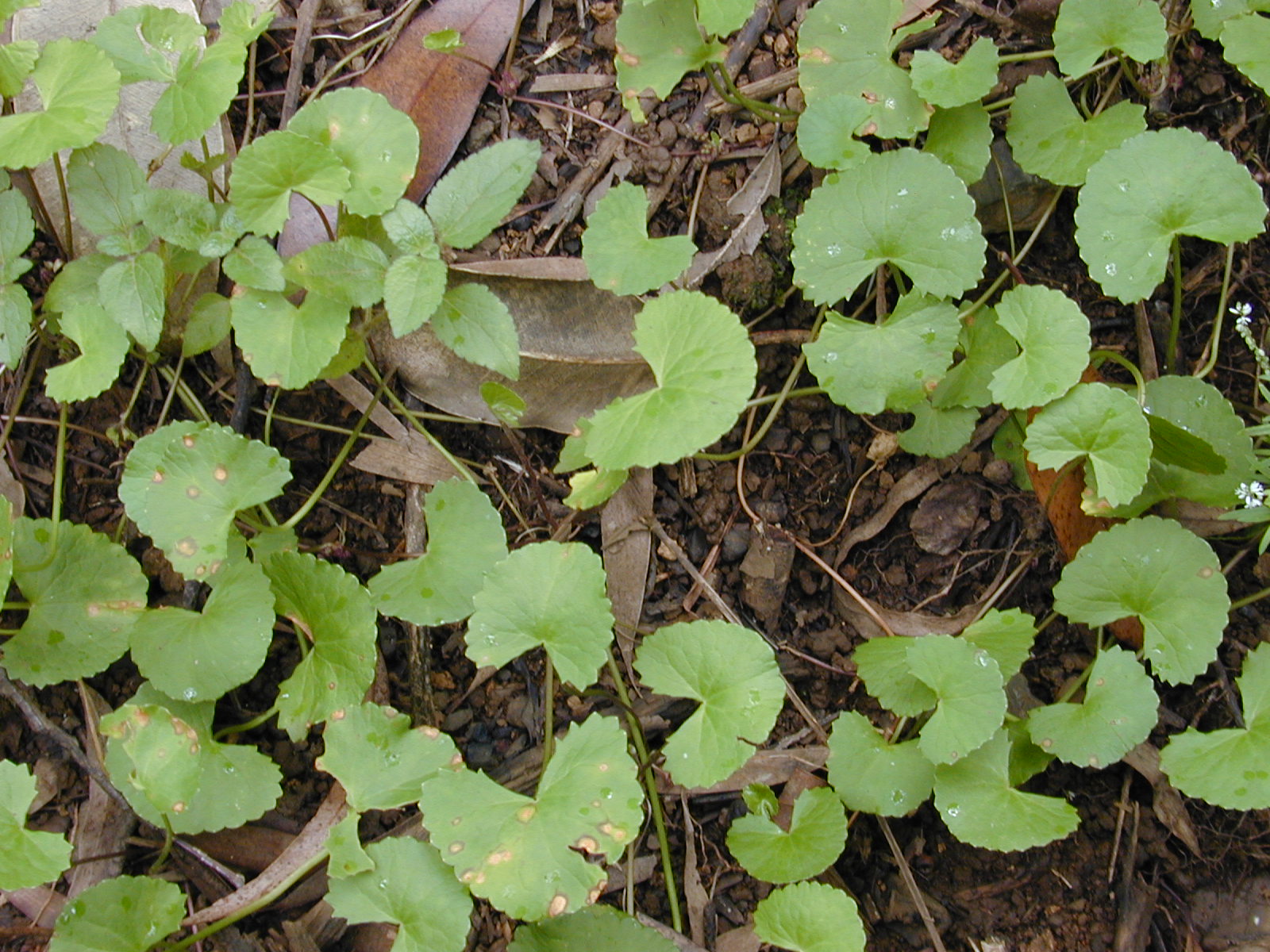 O prazer do Chá : Chá de Centelha (Centella asiatica)