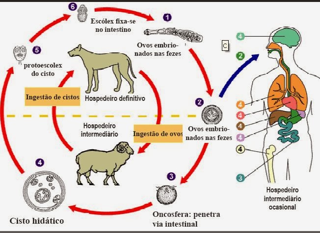 animaisnacidade: fevereiro 2014