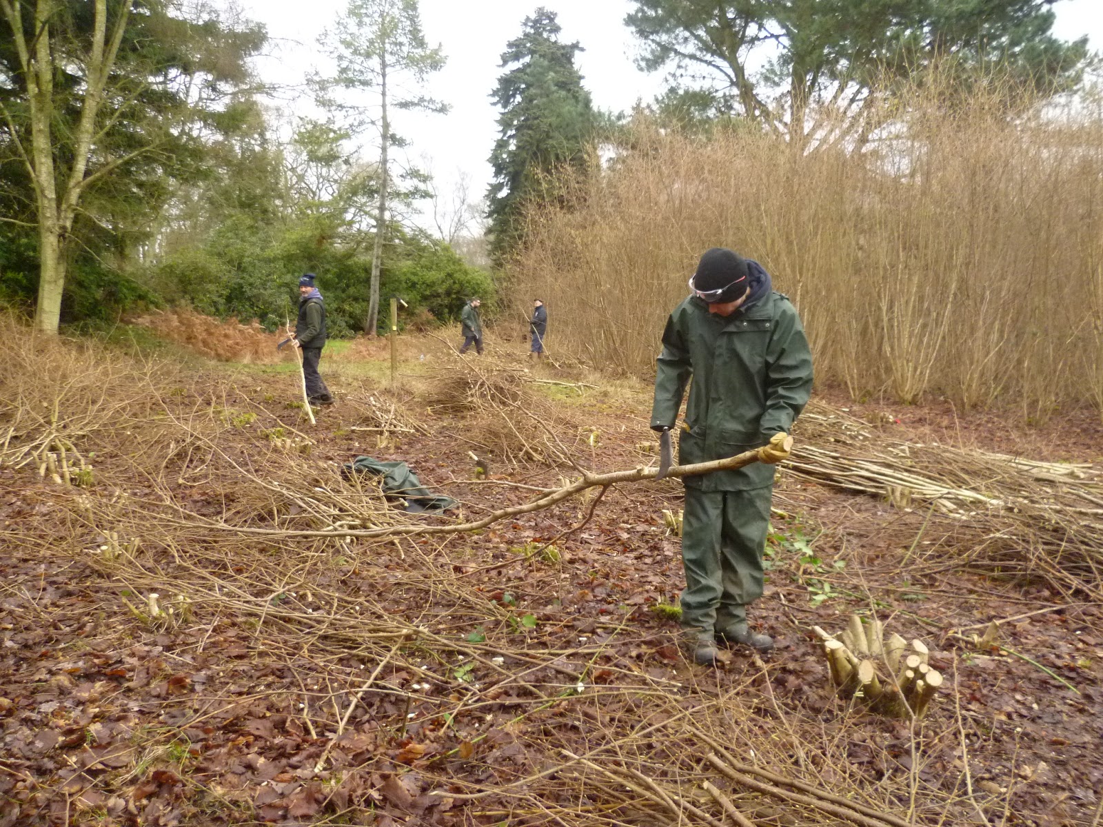 Worcester College Gardeners 2009-2018: Coppicing Hazel And Silver Birch