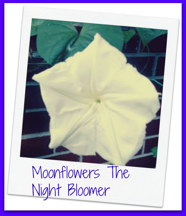 Brandys Botany Bay: Moonflowers