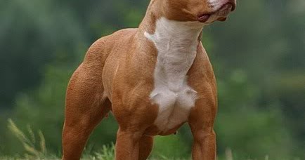 Blog do Pit Bull: O que é um Pit Bull MODERNO?