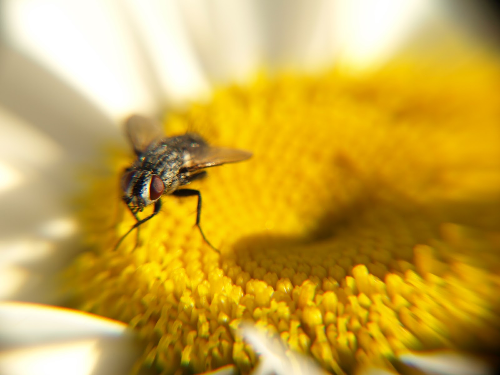 Viajar En Mi Nube Particular II: ¿Sabías que las moscas tienen pelos?