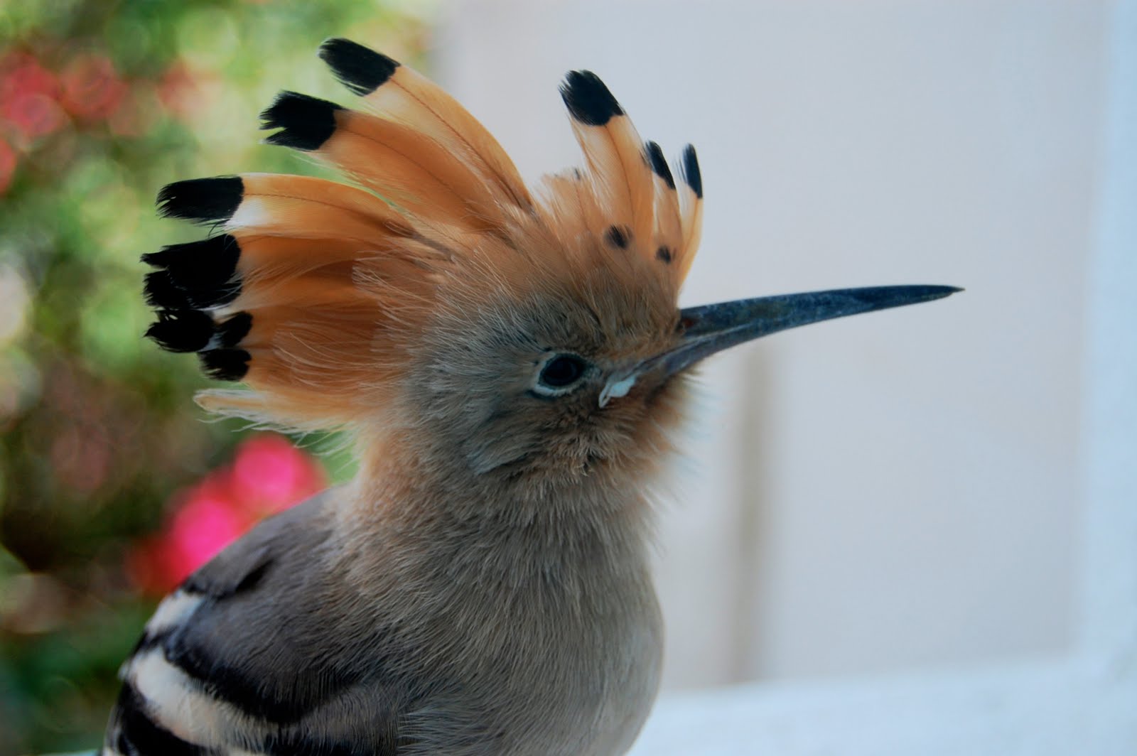 My-Beautiful-Muslim-Life: Hud Hud "Hood Hood" Bird in Saudi Arabia