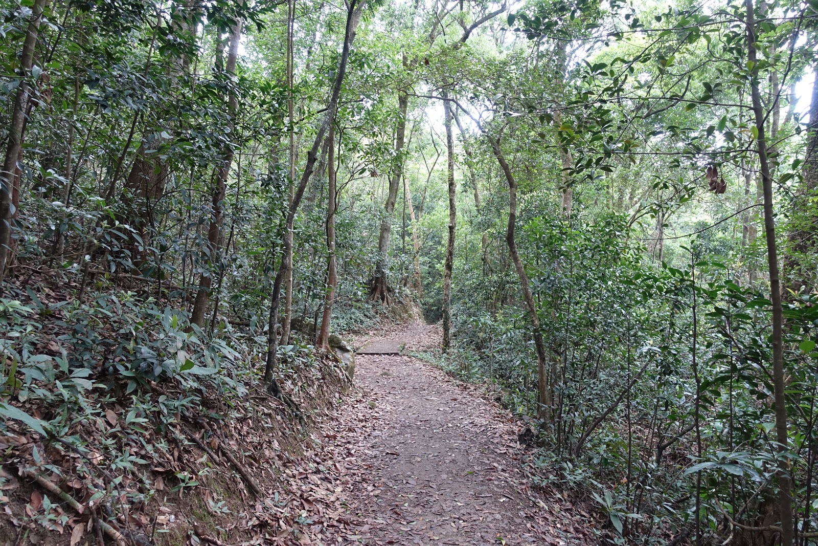 消耗五百食翻一千※香港行山記: 大埔滘黃路 Tai Po Kau Forest Yellow Walk