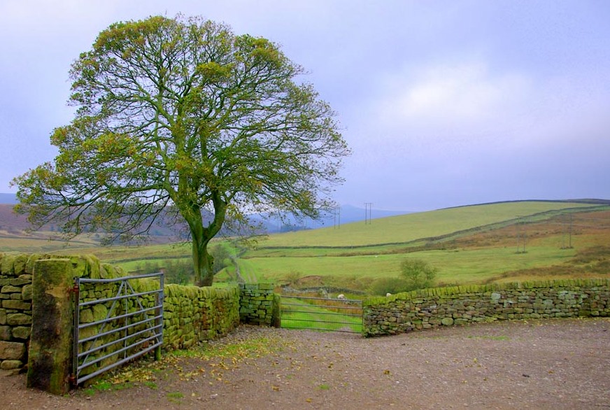 Out & About: Cutthroat Bridge & the Moscar stoops