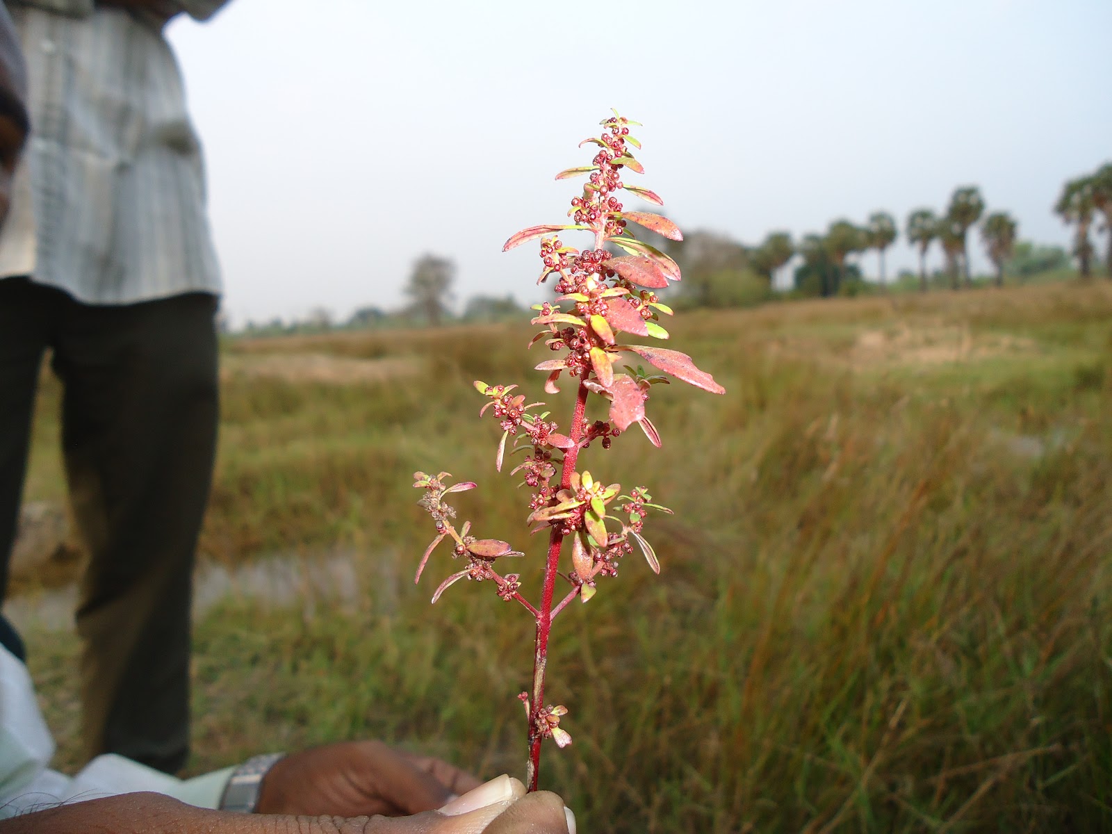 சித்தர் பிரபஞ்சம்: நீர் மேல் நெருப்பு- (Neer mel neruppu) நோய்கள்-வறுமை ...
