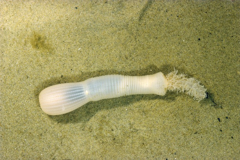 Species New to Science: [Invertebrate • 2012] Deuterostomic Development ...