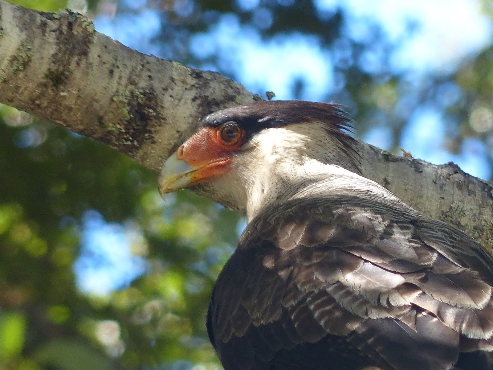 Itinerari e culture: Viaggiando sulla Carretera Austral / Traveling ...