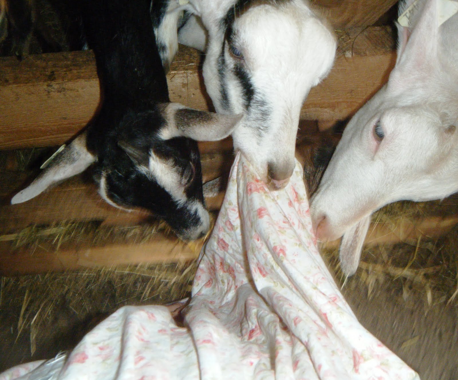 THE GOAT BORROWER: Beekman 1802 and Lots of Goats