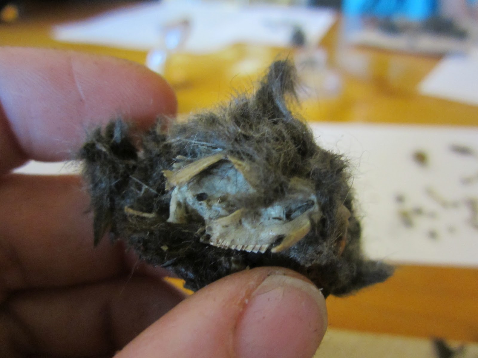 Harvest Moon by Hand: How To Dissect an Owl Pellet