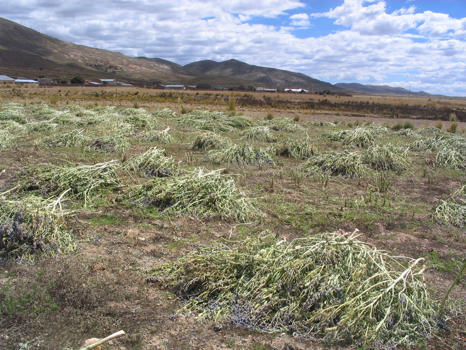 ANDES FERTILES: CHACOMA - COMO SE ESTA COSECHANDO EL TARWI