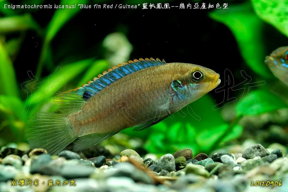 鴻順魚坊: Enigmatochromis lucanusi 藍帆鳳凰