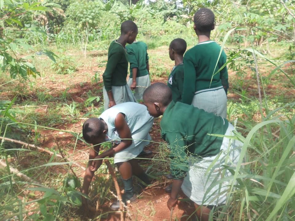 The Schools Tree Project: Programs