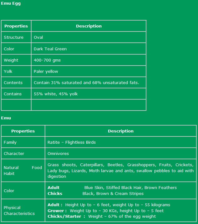 Emu Birds Park Information: EMU Lifecycle