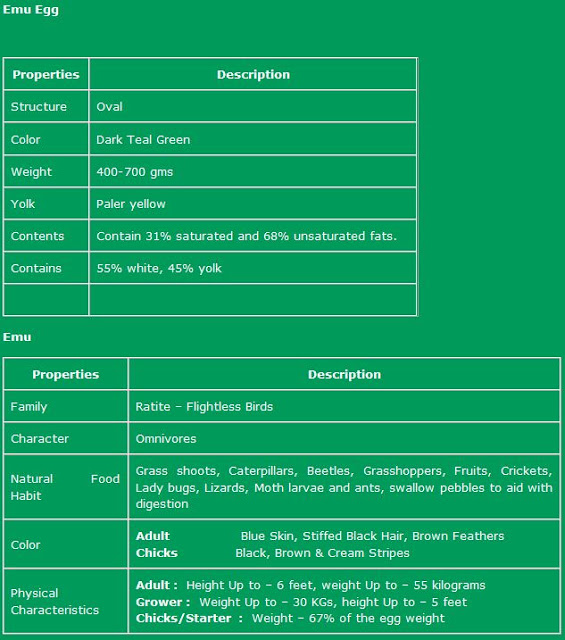Emu Birds Park Information: EMU Lifecycle