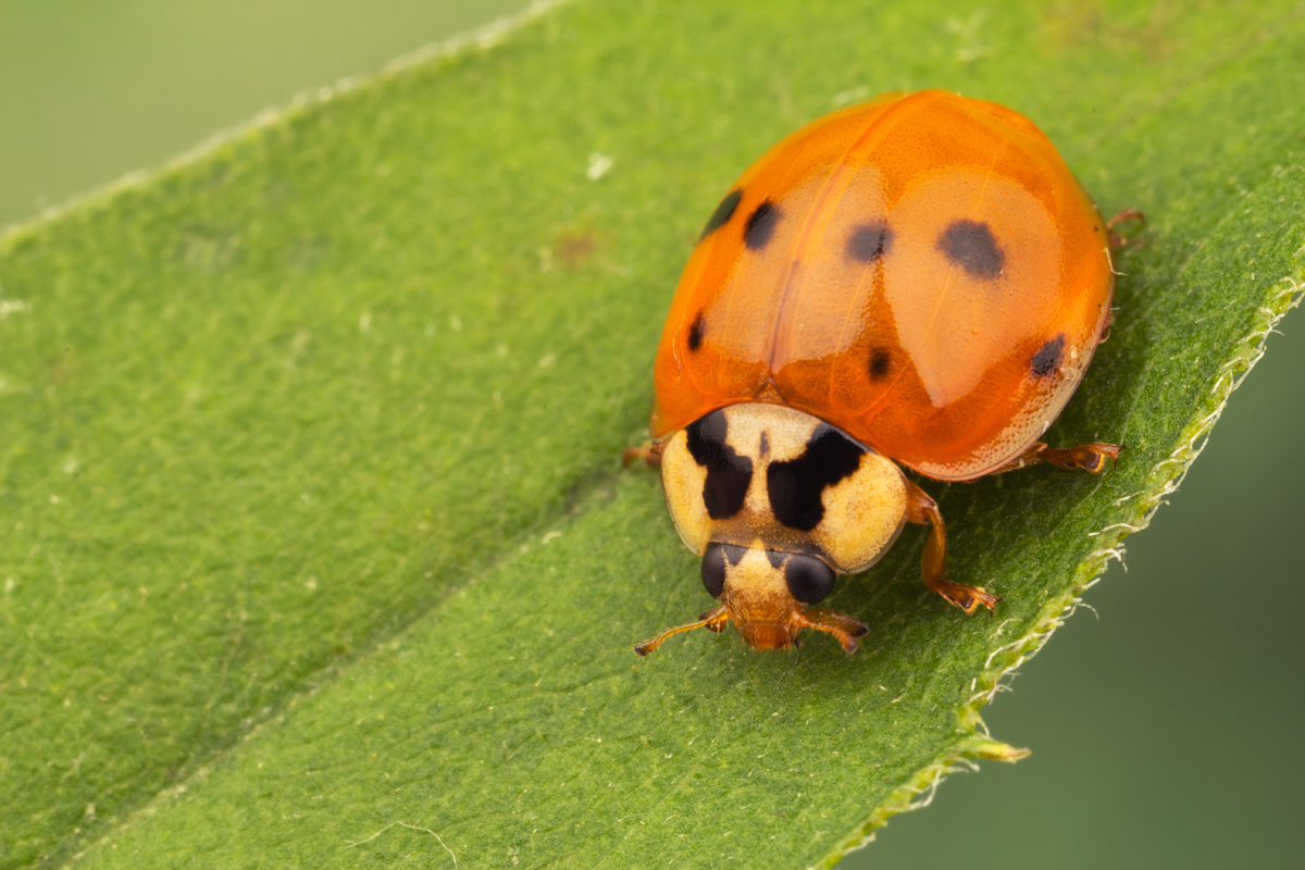 Matt Cole Macro Photography: Ladybird Lifecycle