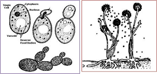 Dunia Sains: Mikroorganisma
