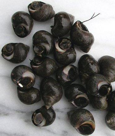 67 Not Out: Memories Of Perry Winkles