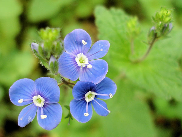 ösvényvándor: a kora-tavaszi aszpektusról