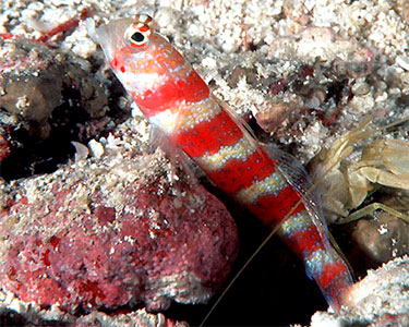 PETS: Wheeler's Watchman Goby