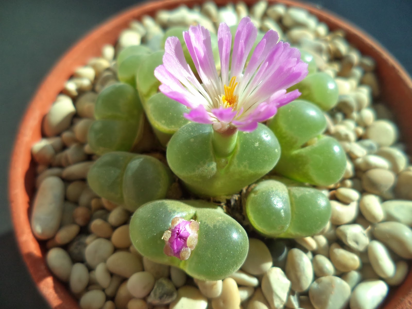 Succulent Sundae: CONOPHYTUM LIMPIDUM