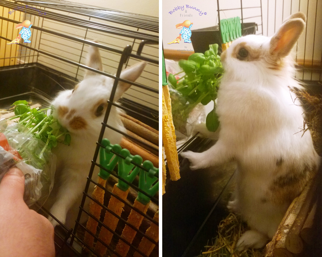 Bobby Bunny & Friends