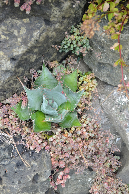 The Outlaw Gardener: Revisiting The Brindley Garden