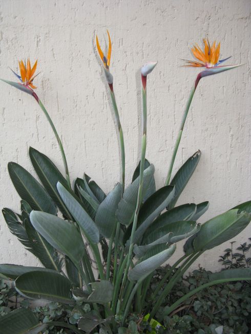 Gone To Smell the Roses: Wild Babana flowers in Johannesburg gardens