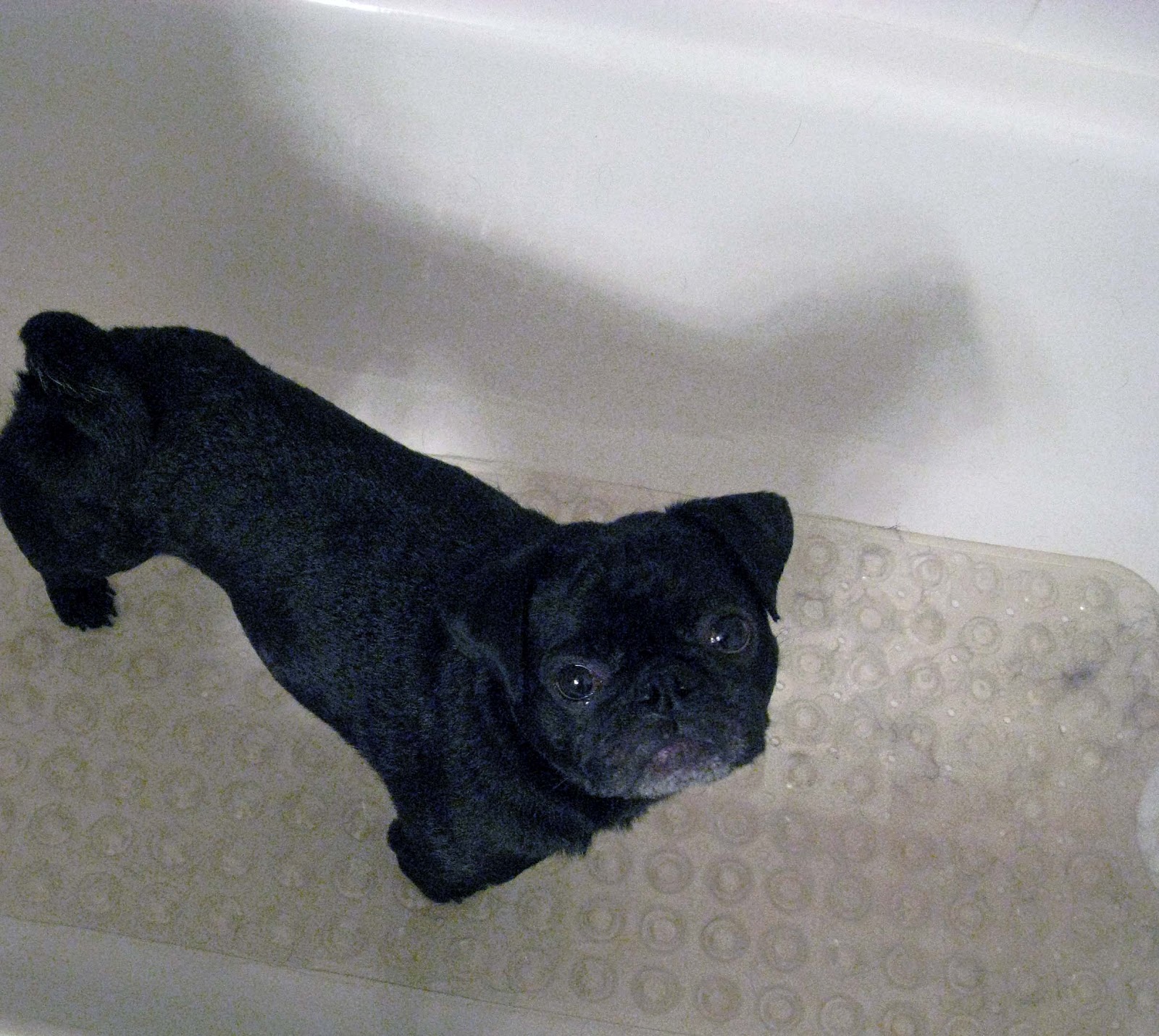 Pug Snort Report: YIPPEE!! BATH TIME!