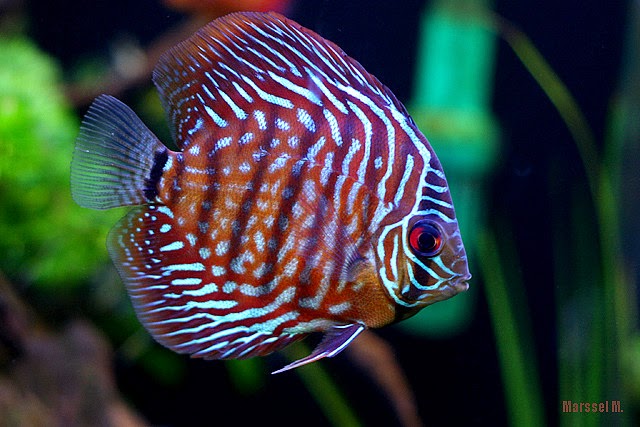 Tips Cara Memilih Ikan Discus Yang Baik - Ikan Hias Air Tawar