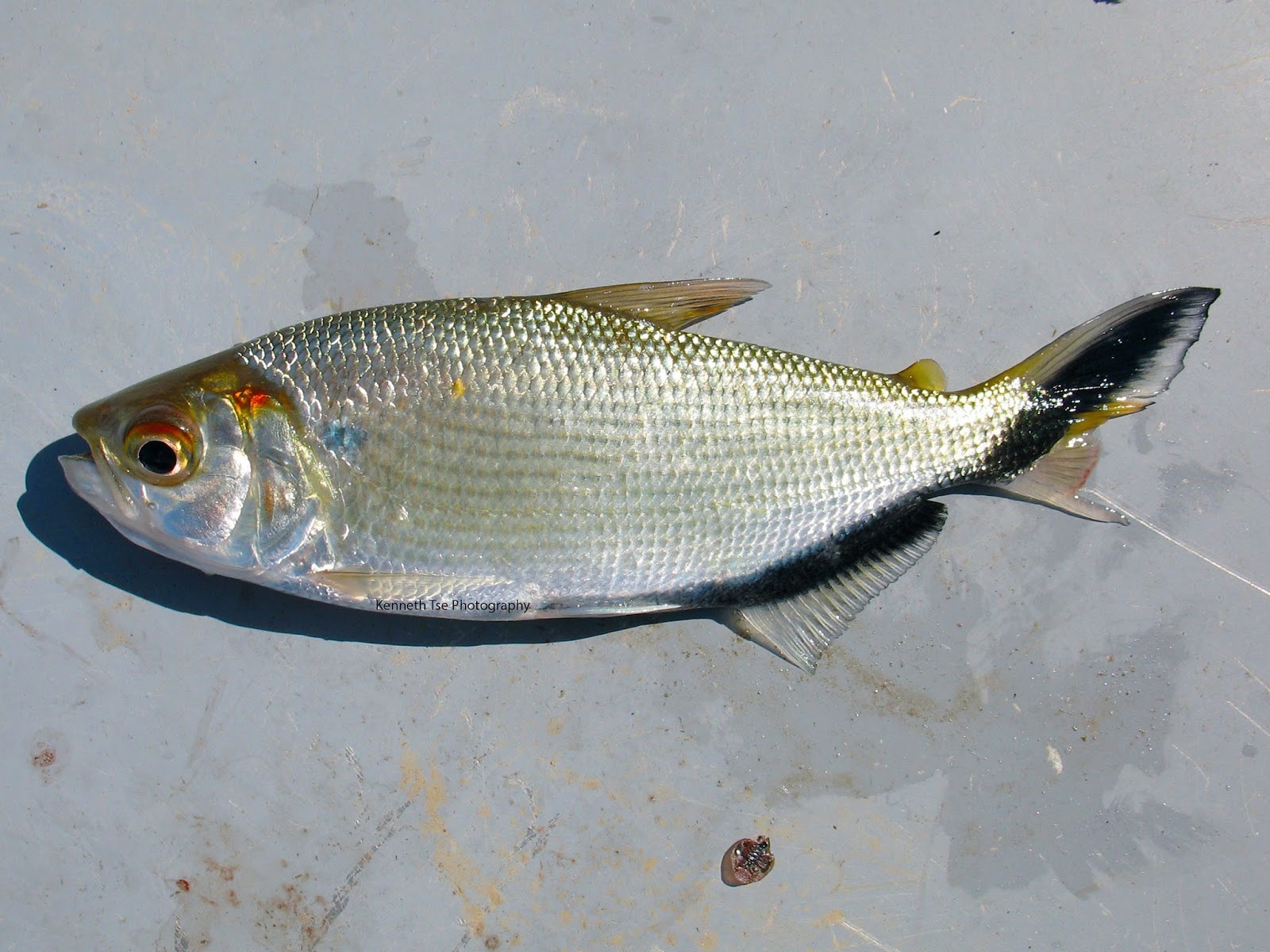 MuskieBait Adventures: 2016 Peru (Day 9)