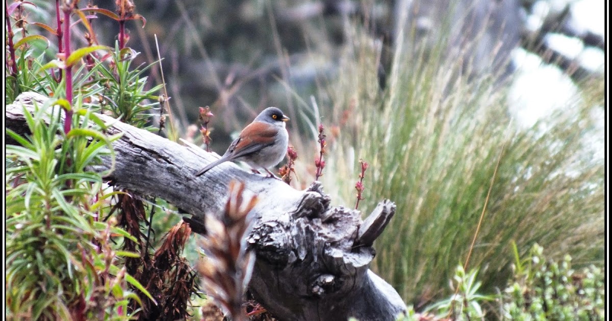 Aves de la región de Huatusco: JUNCO OJILUMBRE MEXICANO (Yellow-eyed Junco)