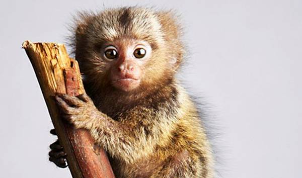 Dwarf Monkey | Zone Unique