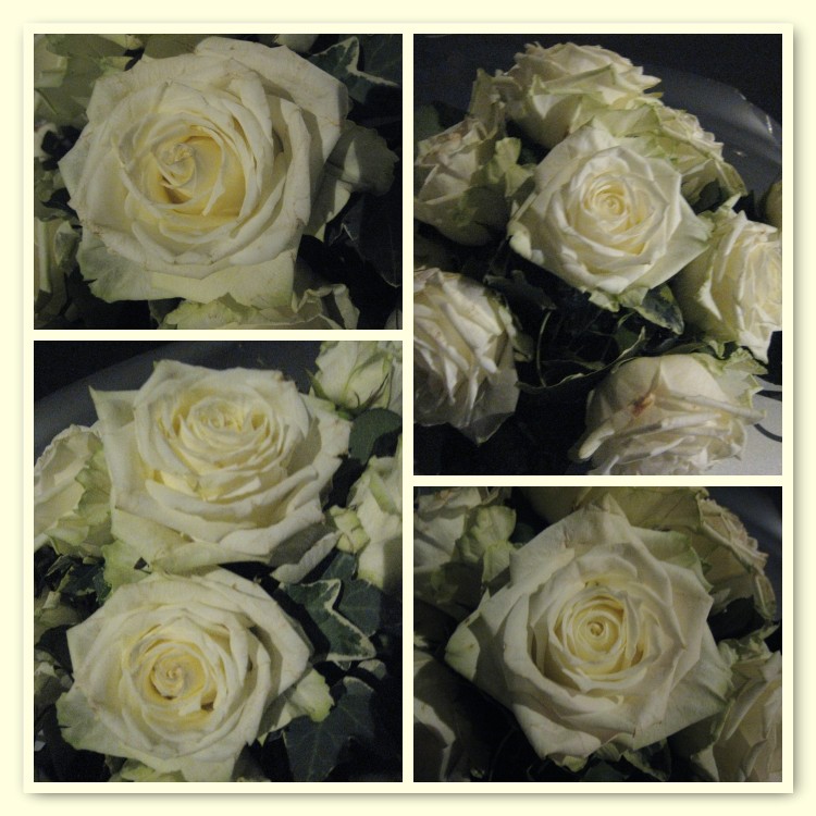 meine Welt: Weisse Rosen in der Nacht