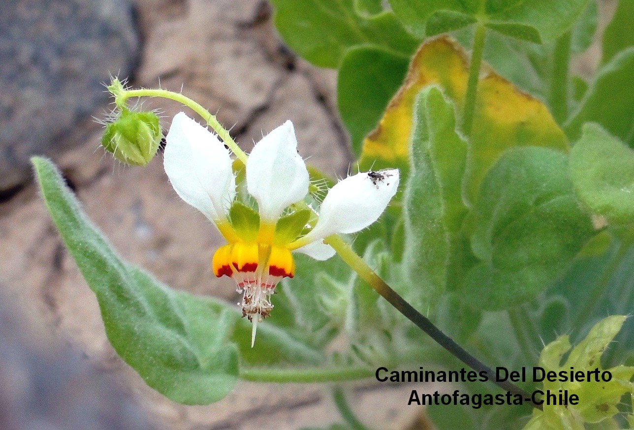 Caminantes del Desierto: FLORA DE TOCOPILLA