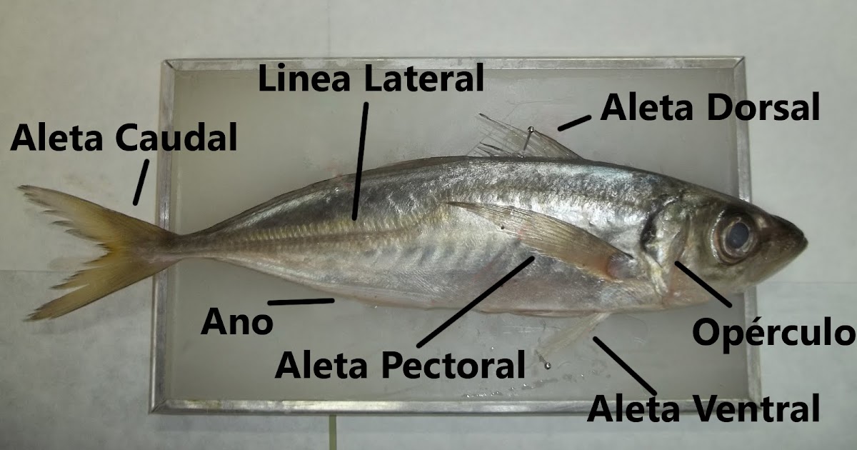 Departamento de Biología IES Laguna de Tollón: Disección de un Jurel