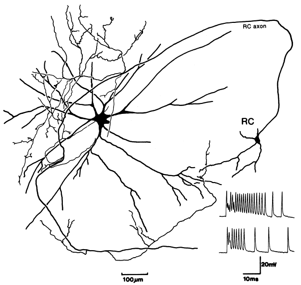 Dr. Knight's Insights: Neural Control of Movement Part V: Recurrent ...