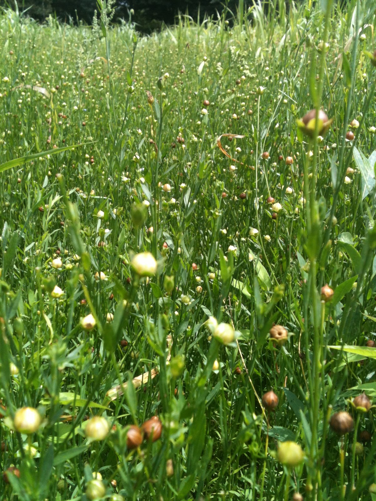 Life in Landis Valley: Flax: as Beautiful as it is Useful