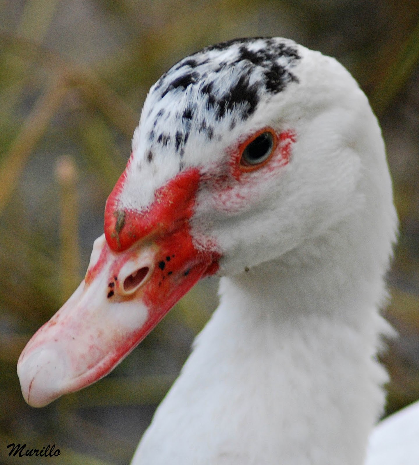 Las excursiones de Murillo "murillonature": Algunas fotos mas de patos ...