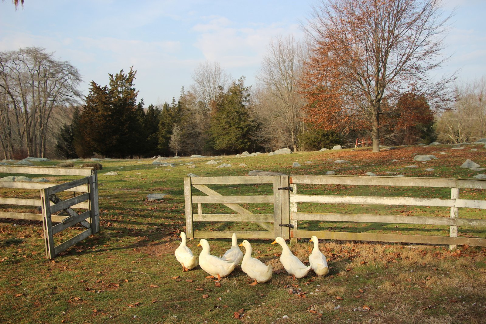 Barberry Hill Farm: Late Fall Farm
