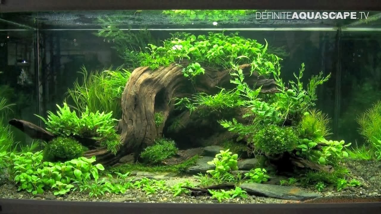 GNA [Get Nature Aquascape]: Gallery Aquascape