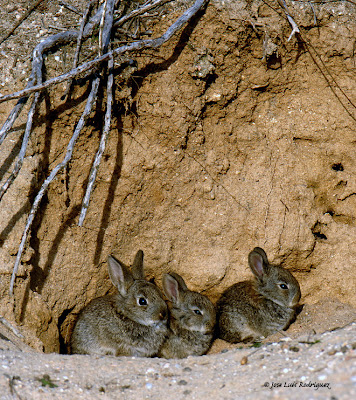 El mundo de los conejos.: Hábitat: