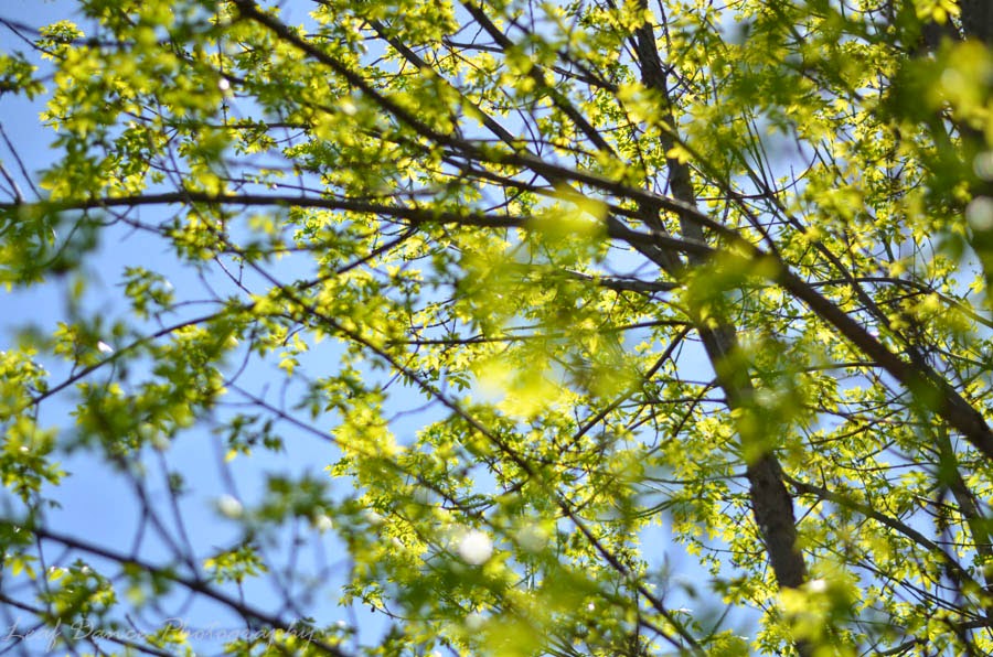 Leaf Dance Photography: Spring Leaves n' Flowers // Leaf Dance Photography