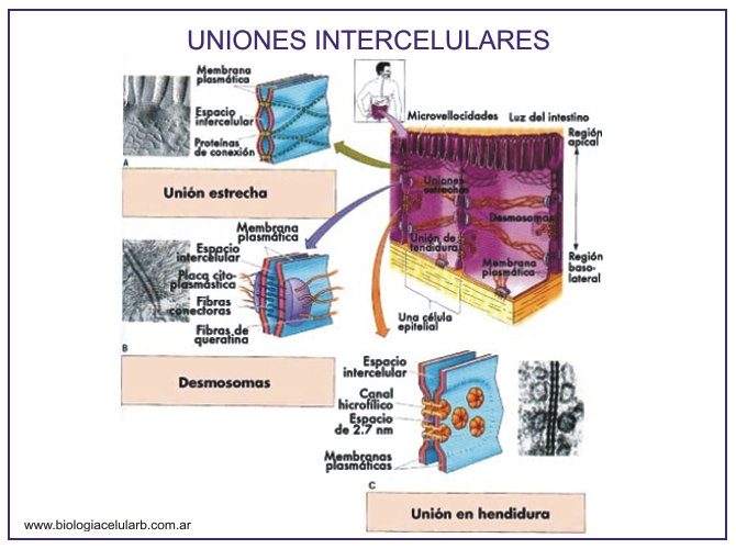 Ecociencia: Uniones intercelulares ( Primeros Medios)