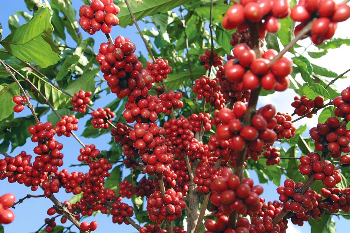 Medicina Natural, Tratamiento con Plantas Curativas: El Café y sus ...