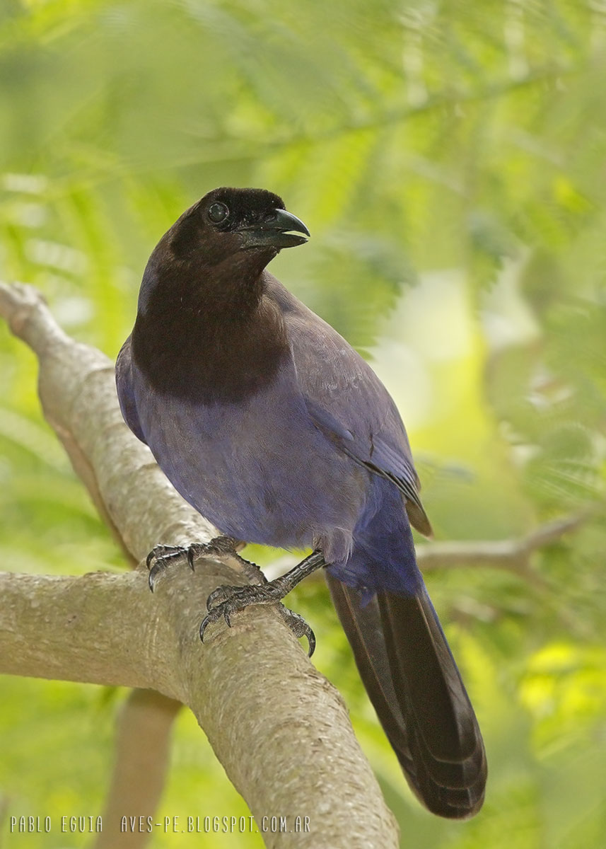 mis fotos de aves: Cyanocorax cyanomelas Urraca Morada Purplish Jay