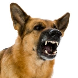 General Knowledge: Why does a Dog Go Mad?